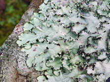 Rimelia reticulata オオマツゲゴケ