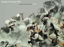 Rimelia reticulata オオマツゲゴケ