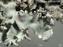 Rimelia reticulata オオマツゲゴケ