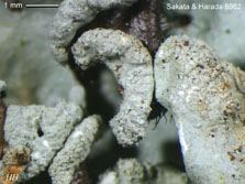 Rimelia reticulata オオマツゲゴケ