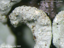 Rimelia reticulata オオマツゲゴケ