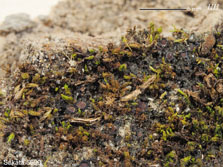 Collema limosum／ コザライワノリ