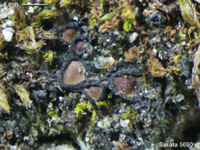 Collema limosum／ コザライワノリ