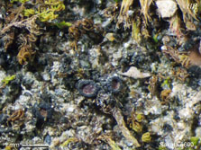 Collema limosum／ コザライワノリ