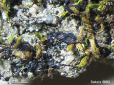 Collema limosum／ コザライワノリ