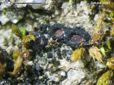 Collema limosum／ コザライワノリ