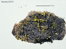 Collema limosum／ コザライワノリ