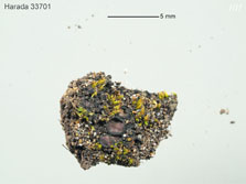 Collema limosum／ コザライワノリ