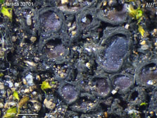 Collema limosum／ コザライワノリ