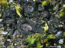 Collema limosum／ コザライワノリ