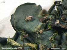 Collema subflaccidum トゲカワホリゴケ