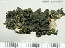 Collema subflaccidum トゲカワホリゴケ