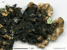 Parmotrema tinctorum