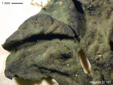 Collema subflaccidum トゲカワホリゴケ