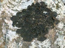 Collema subflaccidum トゲカワホリゴケ