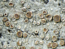 Loxospora ochrophaea／チャザクロゴケ