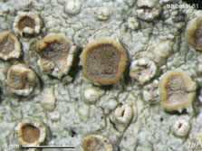 Loxospora ochrophaea／チャザクロゴケ