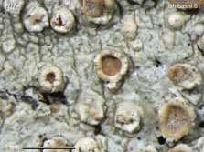 Loxospora ochrophaea／チャザクロゴケ