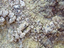 Graphidastra japonica アシカゴケ