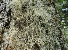 北八ヶ岳 Alectoria lata