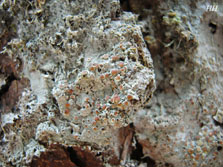 日本の地衣類 Loxospora ochrophaea／チャザクロゴケ