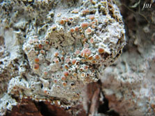 日本の地衣類 Loxospora ochrophaea／チャザクロゴケ