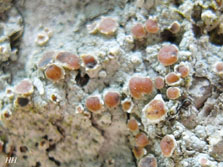 日本の地衣類 Loxospora ochrophaea／チャザクロゴケ