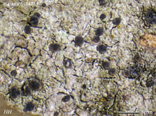 日本の地衣類 Bacidia inundata／サワハリイボゴケ