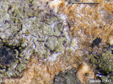 Bacidia inundata サワハリイボゴケ