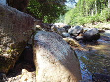 日本の地衣類 Bacidia inundata／サワハリイボゴケ