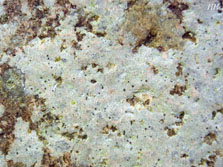 Bacidia inundata サワハリイボゴケ