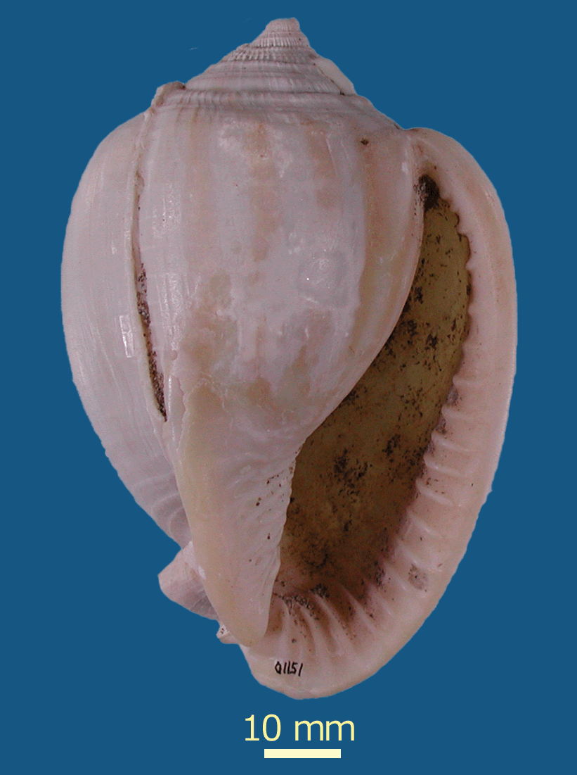 0#u0W0CSI„w b0u ^NÕRö0¡\