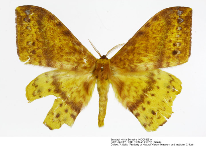 Eupterote multiarcuata Holloway