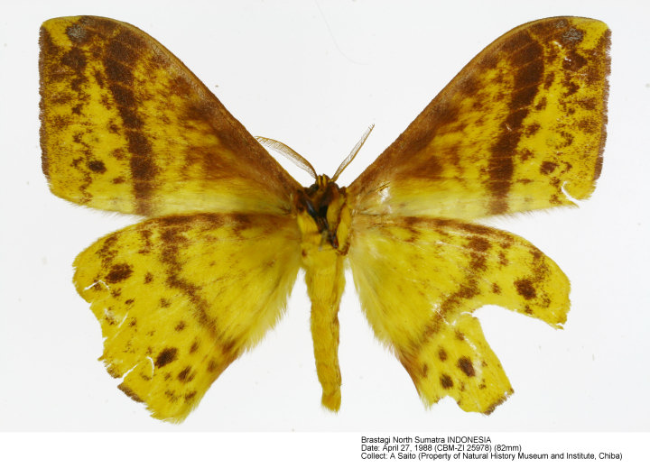 Eupterote multiarcuata Holloway