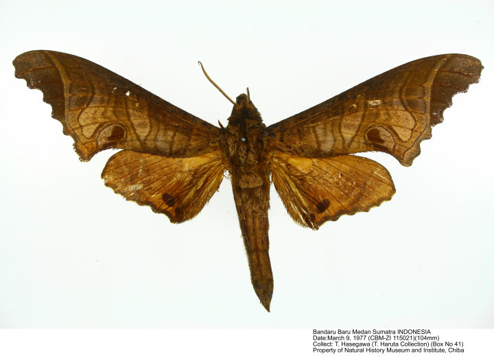 Marumba spectabilis Butler