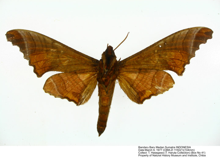 Moths of Napal Part 1 page 85 by T. Haruta; Sphingidae of the South ...