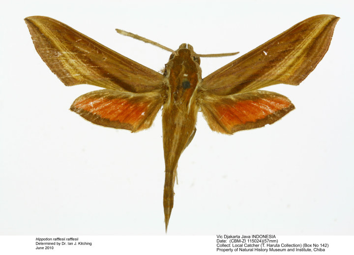 Hippotion rafflesii_rafflesii (Moore, [1858])