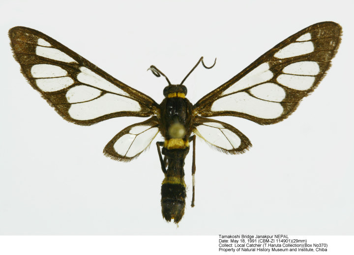 Syntomoides imaon (Cramer)