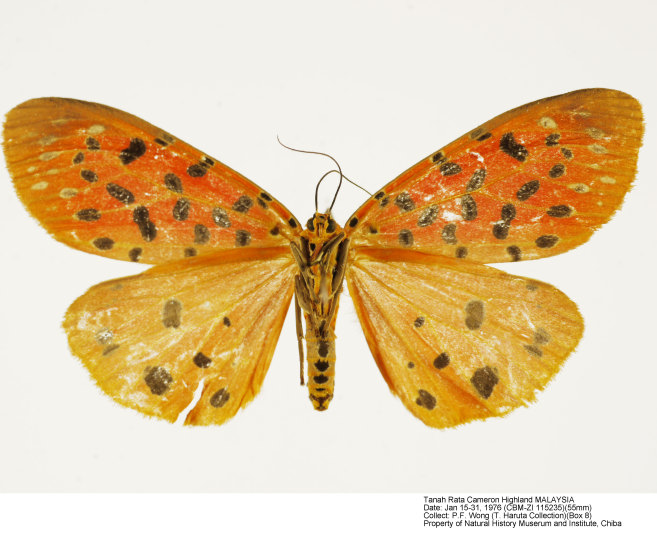 Moths of Thailand vol 6, page 190