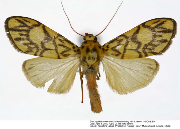 Barsine scripta