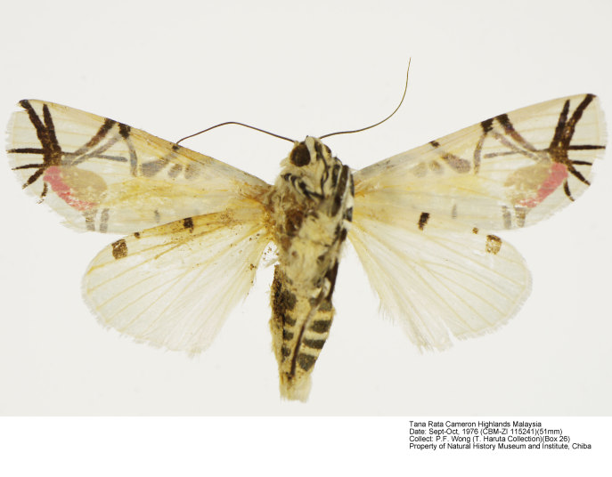 Baorisa hieroglyphica Moore