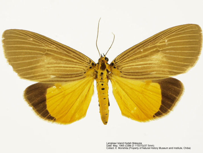 Neochera inops (Walker)