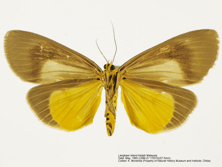 Neochera inops (Walker)