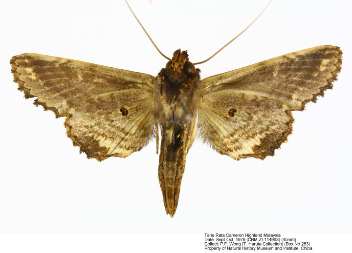 The Moths of Borneo Part 14 page 207