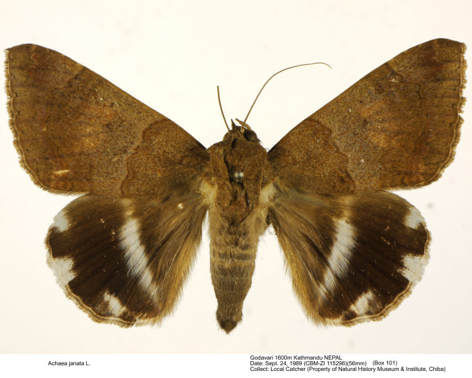 Achaea janata (Linnaeus, 1758) シラホシアシブトクチバ,Cat.4209