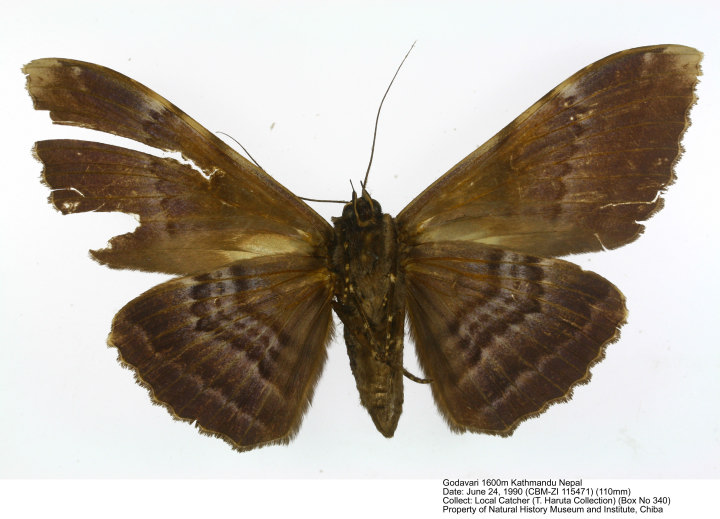 Dr. Vladimir S. Kononenko & Bro. Amnuay Pinratana, Moths of Thailand ...