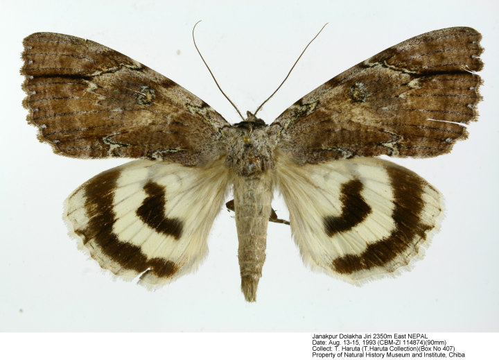 ssp. kurosawai