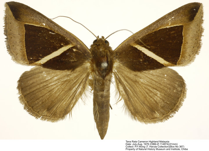 J.D.Holloway, The Moths of Borneo Part15&16 page 72