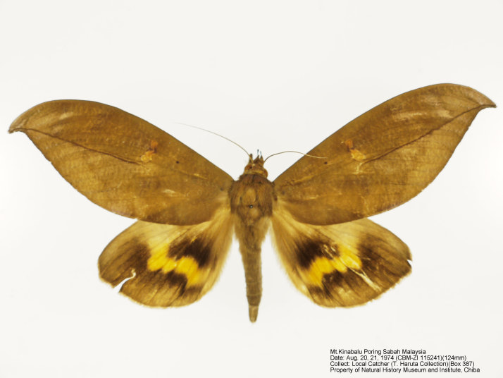 Phyllodes eyndhovii Vellenhoven