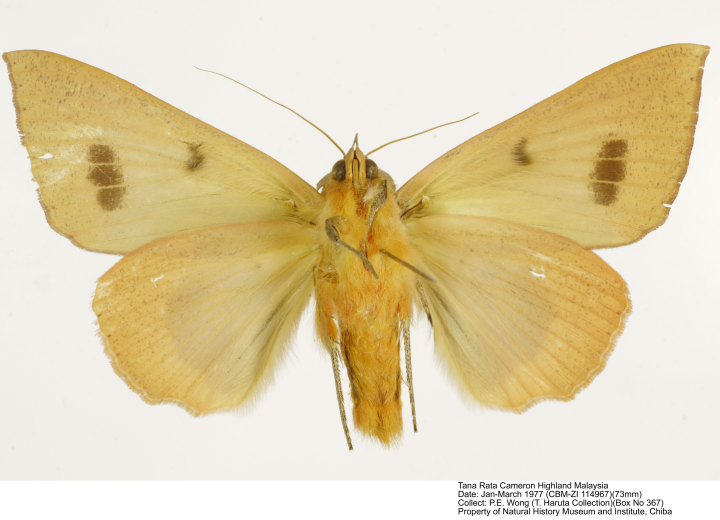 Thyas juno (Dalman, 1823) ムクゲコノハ ,Cat.4239